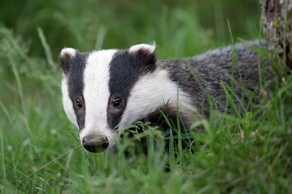 熱愛 Banksy 的 Badger 獲得年度野生動物攝影師的 People Choice 獎 - - Gamereactor